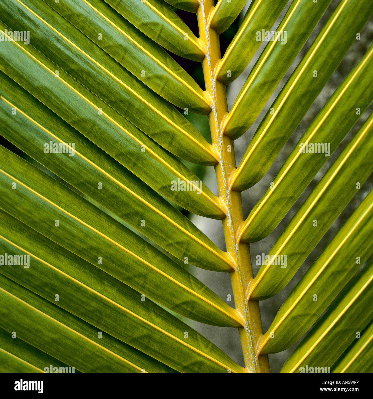 Abstract palms patterns hi-res stock photography and images - Alamy