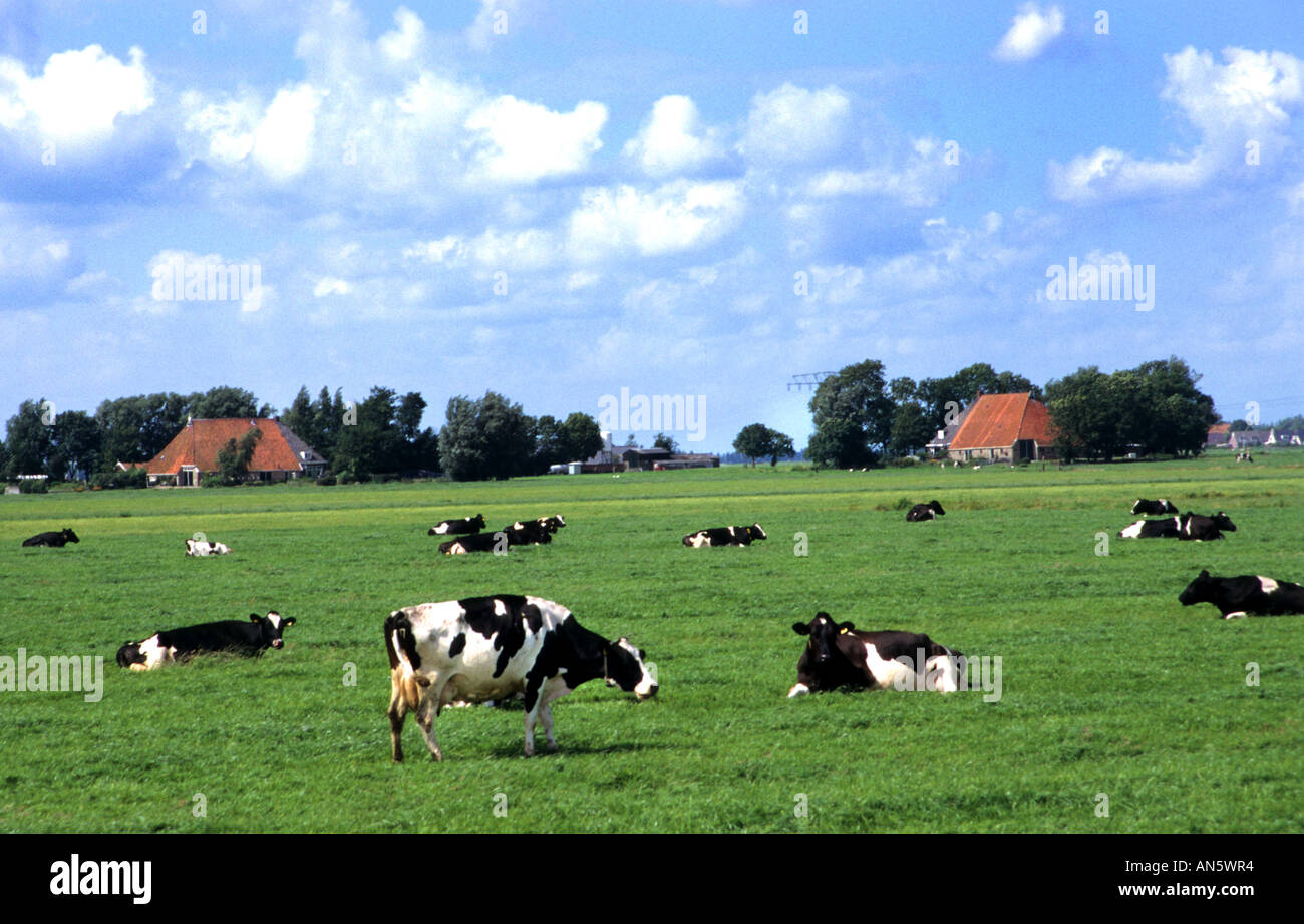 Cow Cows Green Grass Farm Farming Landscape Friesland Fryslan ...