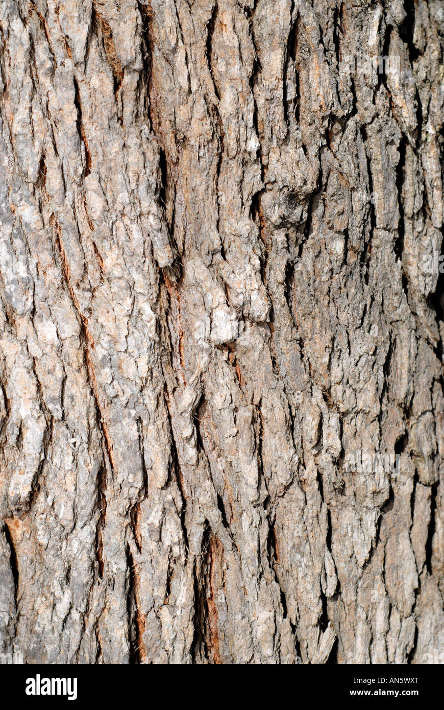 The bark of a Western Australian Marri Tree Stock Photo - Alamy