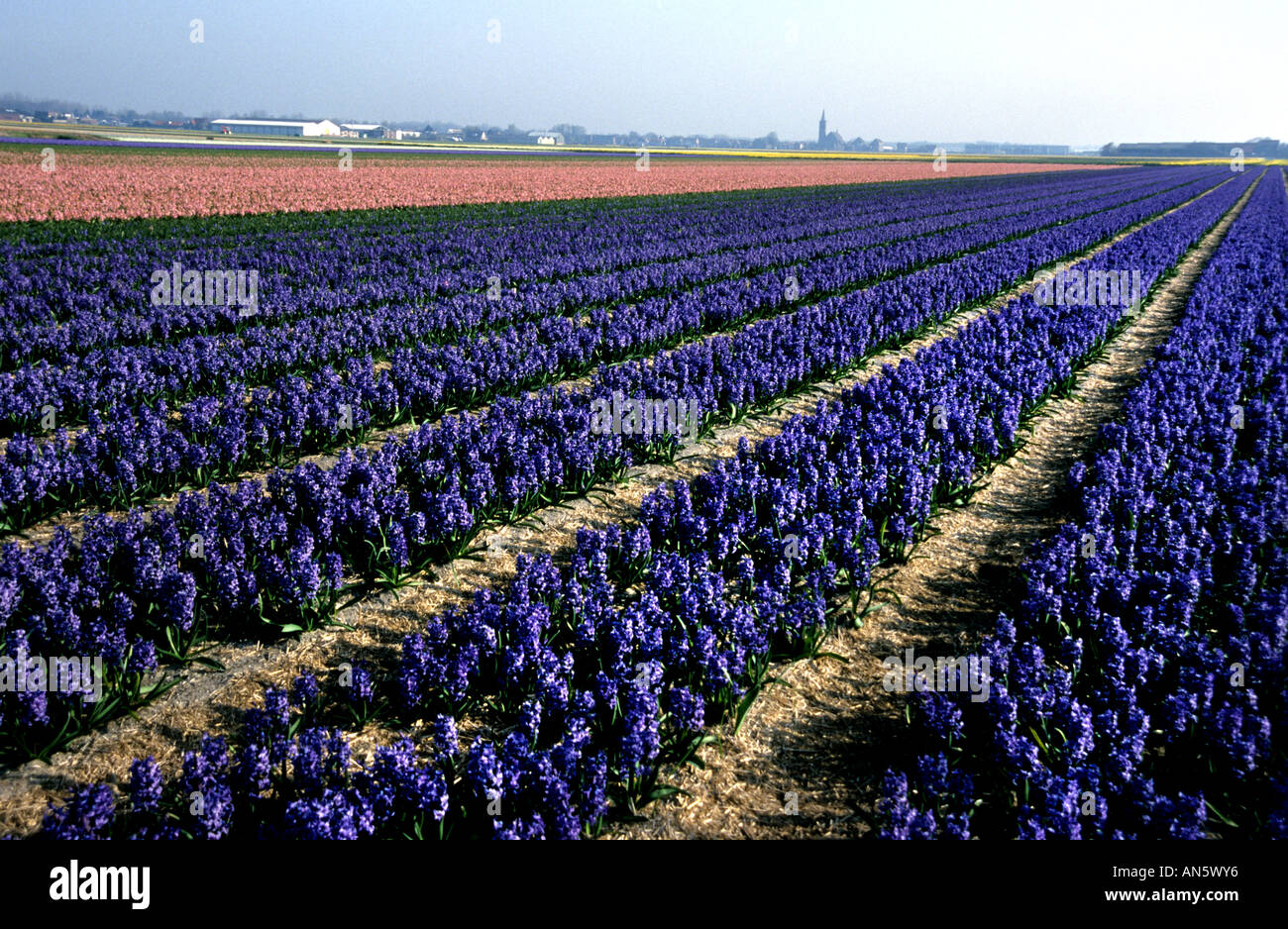 Tulips Tulip Field Fields Flowers near Keukenhof Leiden Haarlem and ...