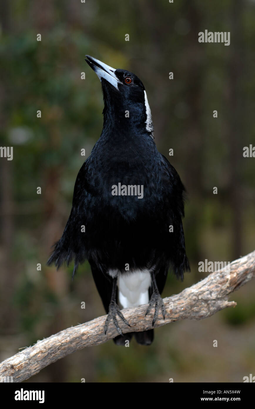 An Australian Magpie singing in the bush Stock Photo - Alamy