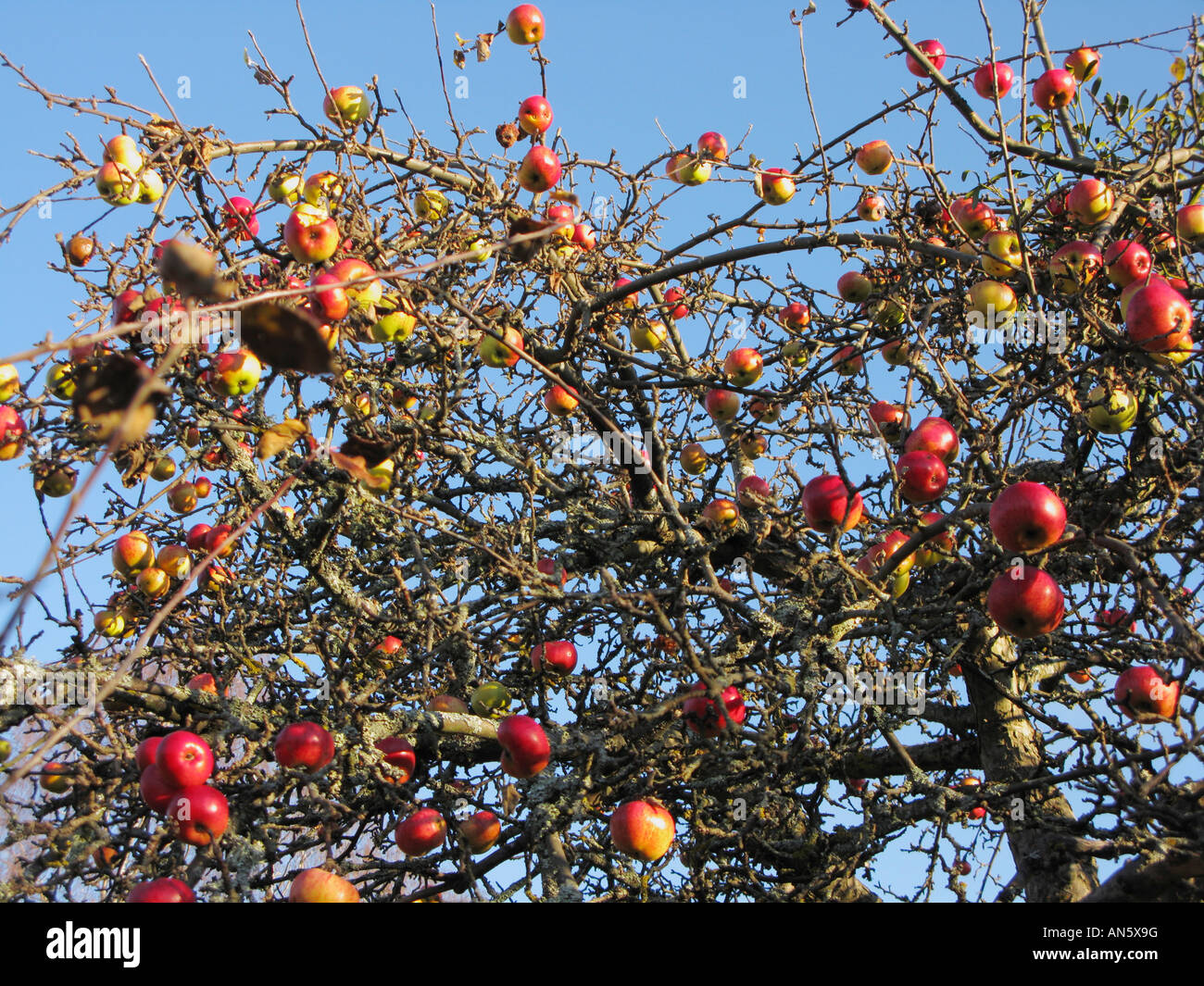 Apple tree without leaves hi-res stock photography and images - Alamy
