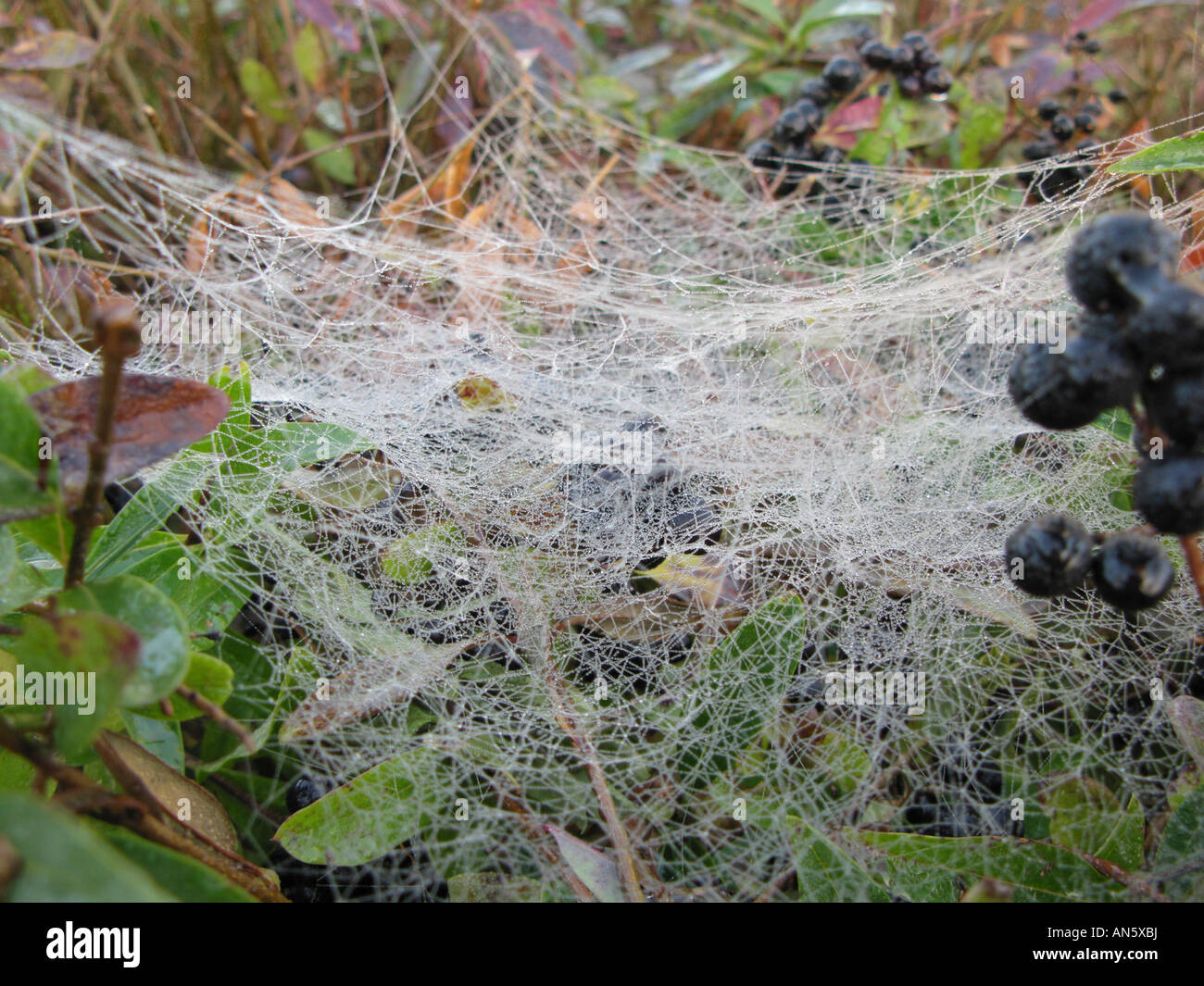 Pitfall trap spiders hi-res stock photography and images - Alamy
