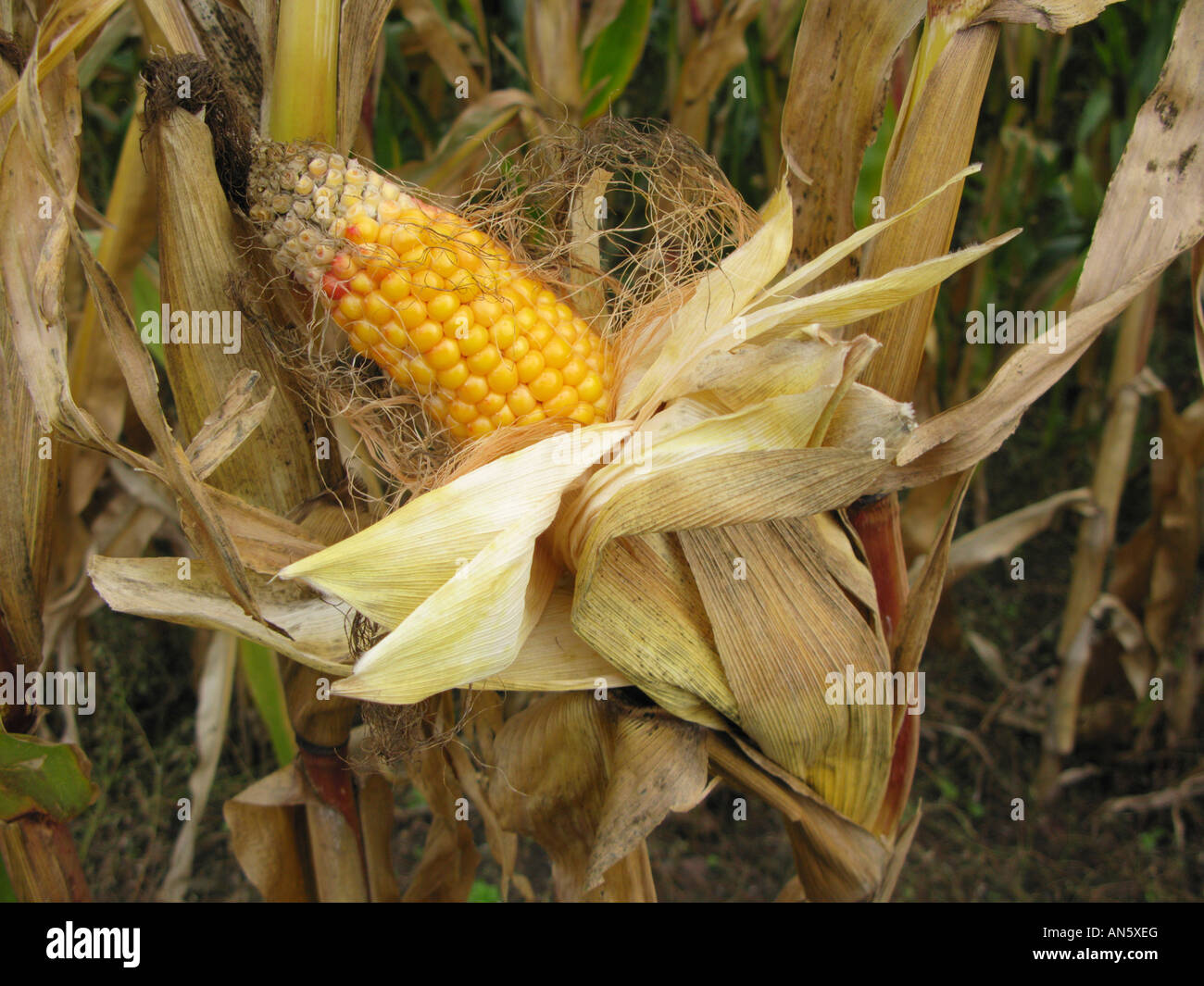 Corn on the cob Stock Photo - Alamy