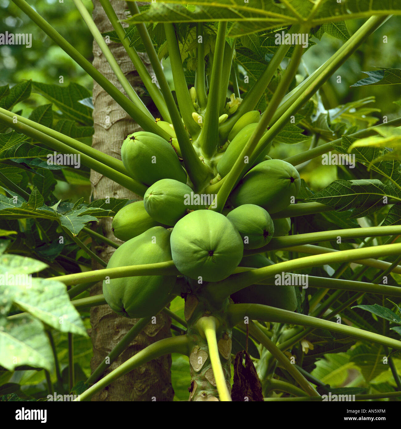 Big papaya leaves hi-res stock photography and images - Alamy