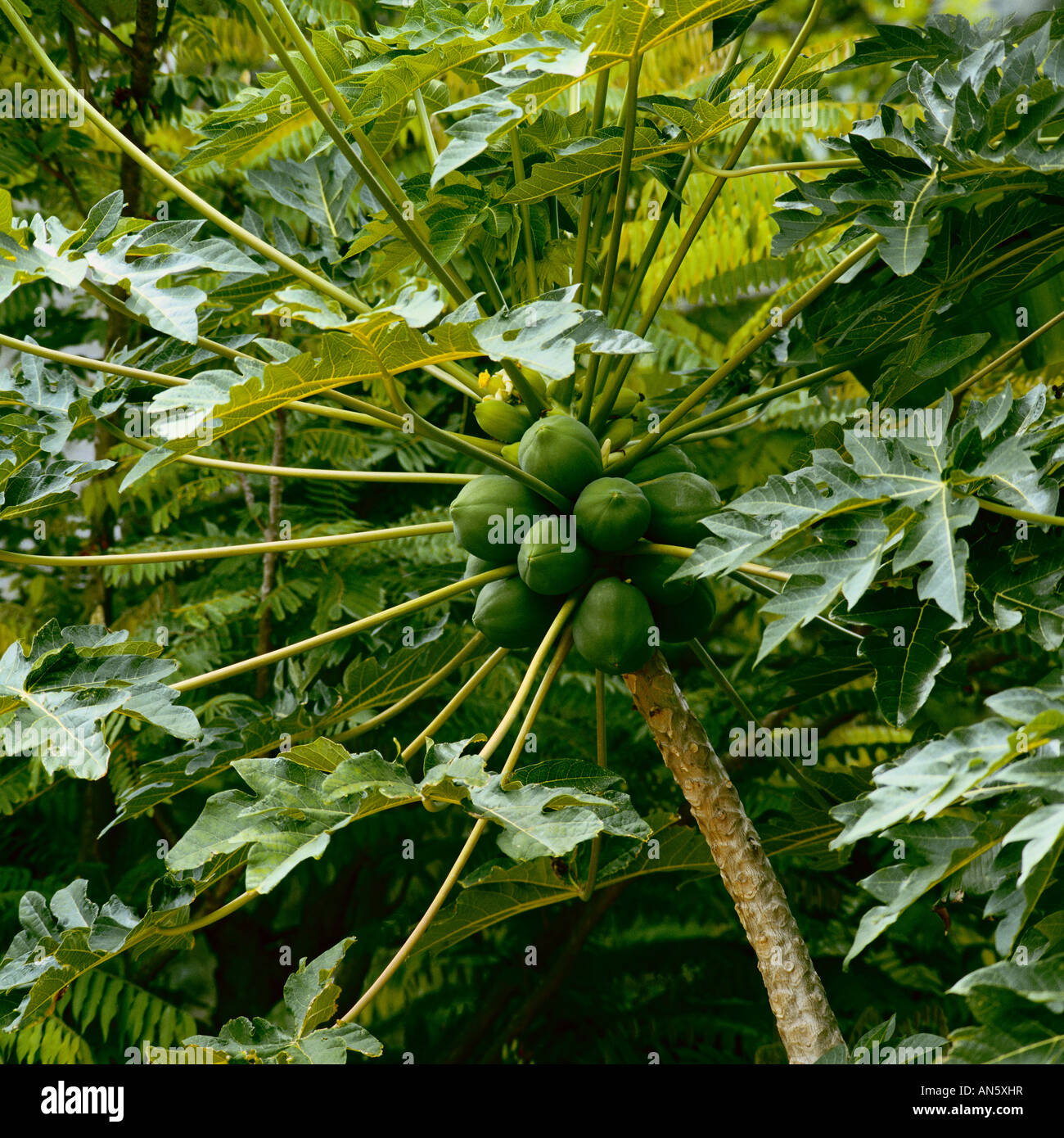 Big papaya leaves hi-res stock photography and images - Alamy