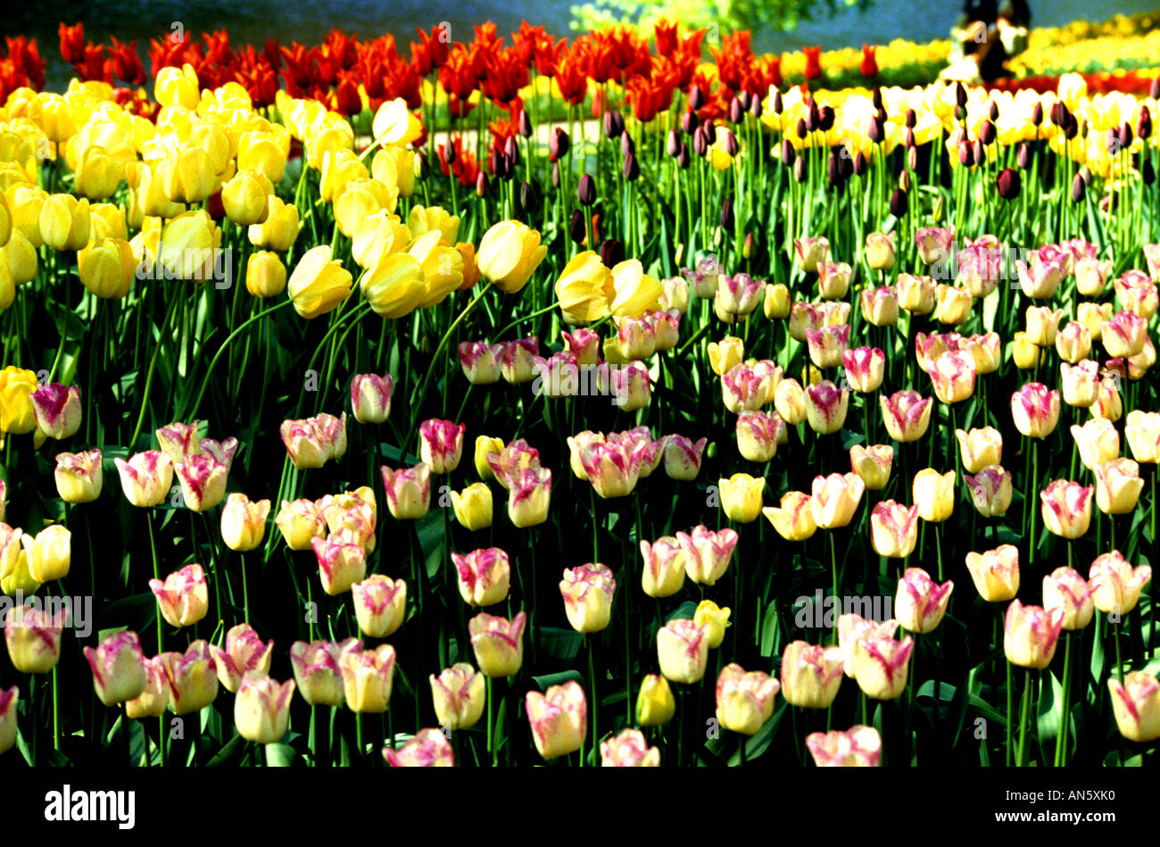 Tulips Tulip Field Fields Flowers near Keukenhof Leiden Haarlem and ...