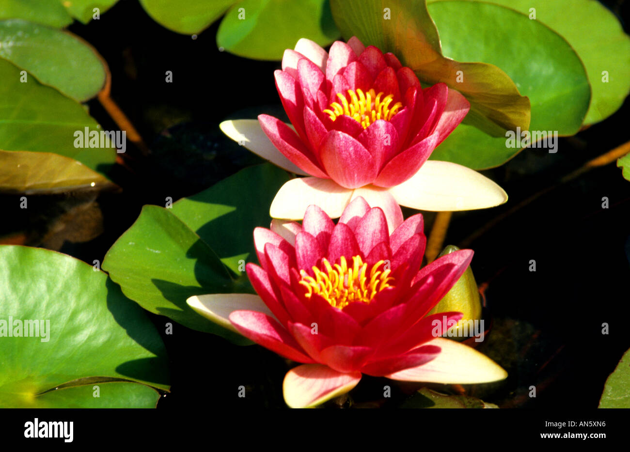 Spectacular bright red flower hi-res stock photography and images - Alamy