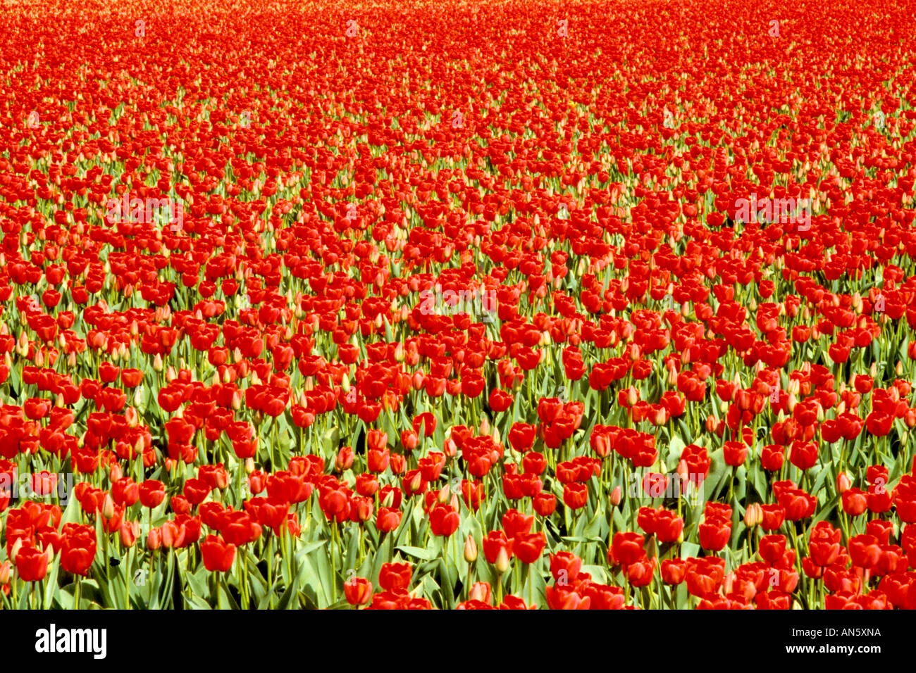 Tulips Tulip Field Fields Flowers near Keukenhof Leiden Haarlem and ...