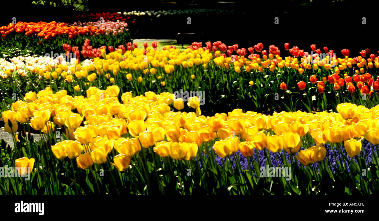 Tulips Tulip Field Fields Flowers near Keukenhof Leiden Haarlem and ...