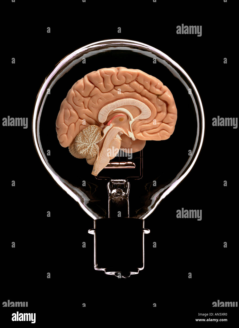 Brain storing hi-res stock photography and images - Alamy
