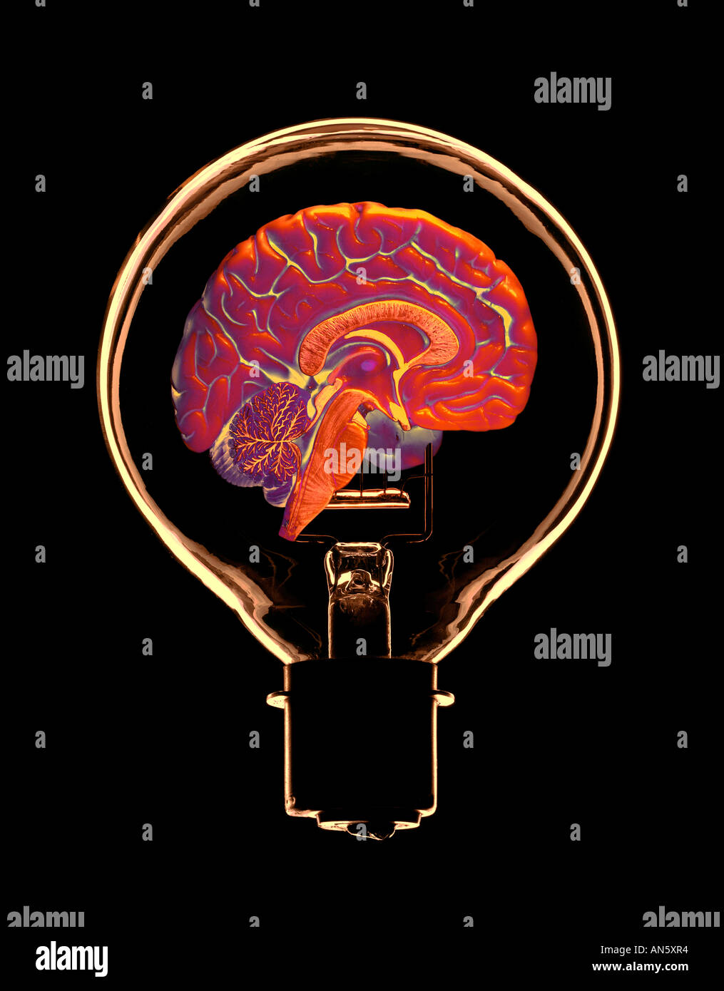 Half Human Brain Stock Photos & Half Human Brain Stock Images - Alamy