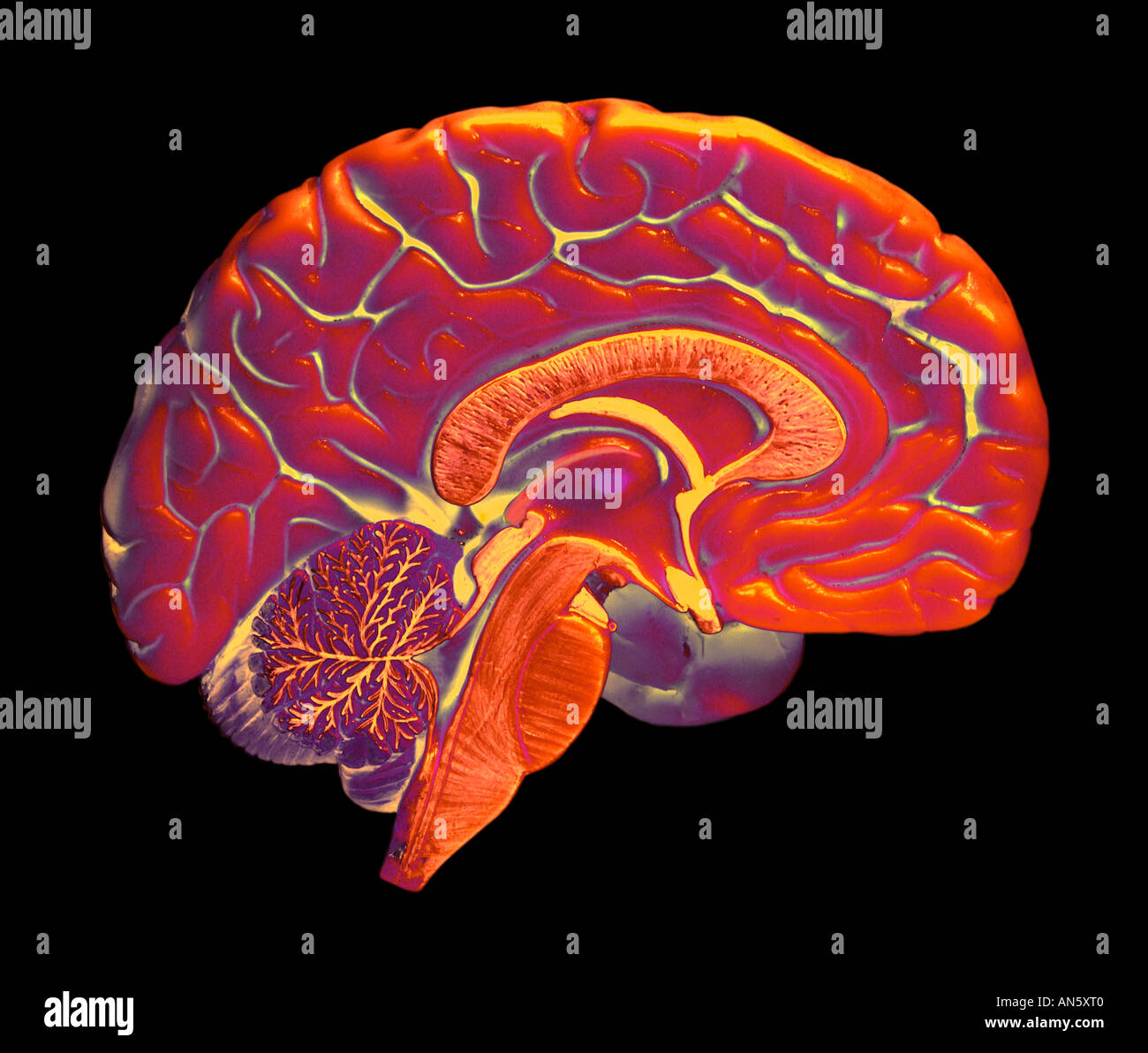 Half human brain hi-res stock photography and images - Alamy