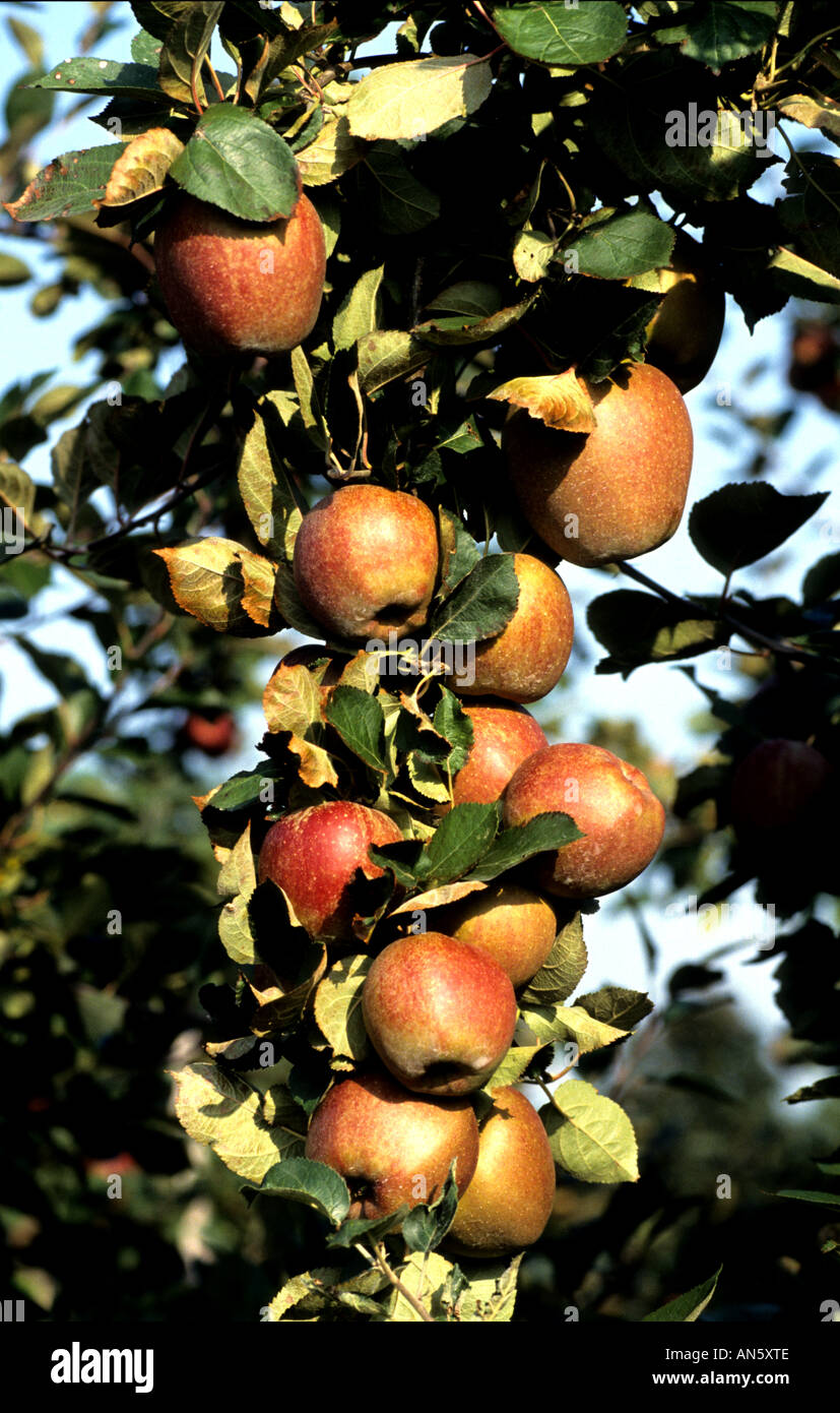 Tiel hi-res stock photography and images - Alamy