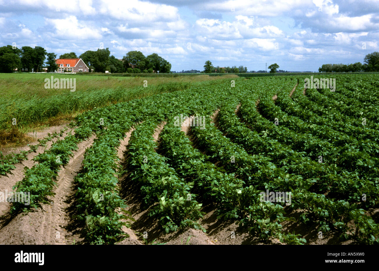 Farm traditional groningen agriculture hi-res stock photography and ...