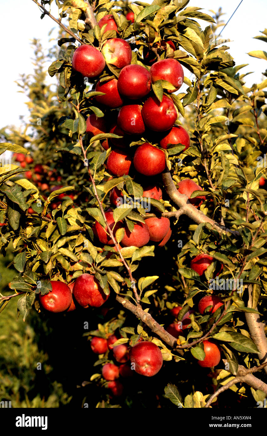 Tiel apple orchard betuwe netherlands hi-res stock photography and ...