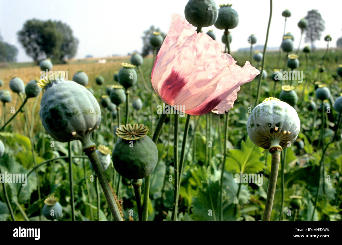 Opium seed hi-res stock photography and images - Alamy