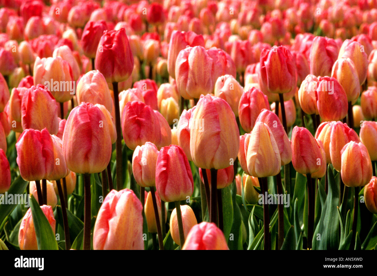 Tulips Tulip Field Fields and Flowers near Keukenhof Leiden Haarlem and ...