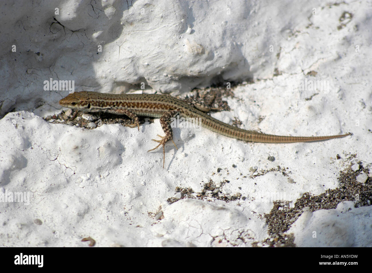 Lizard is sunbathing on white painted ground, greece. Eidechse sonnt ...