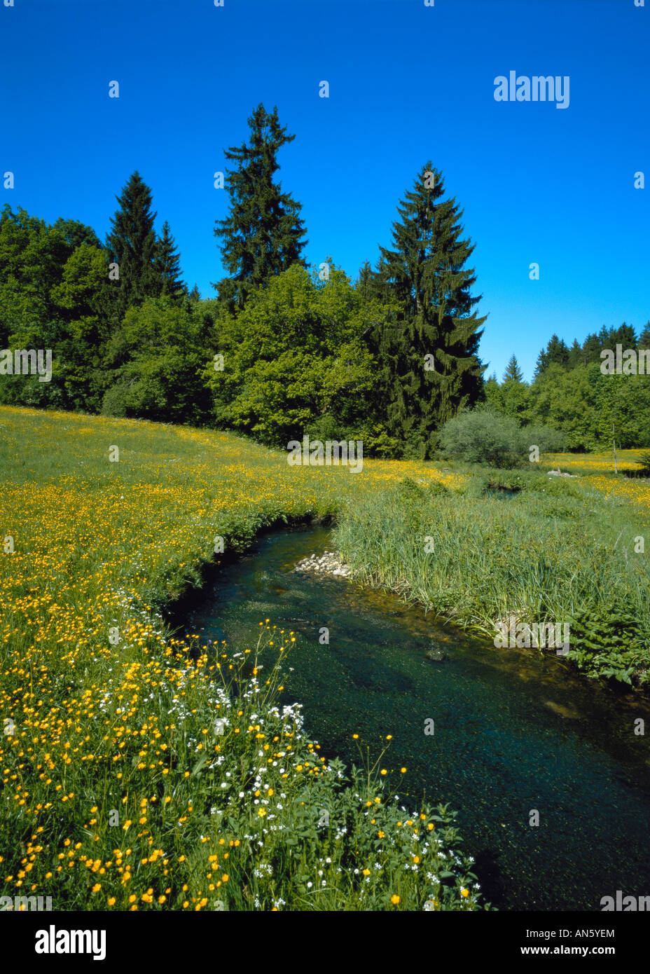 Blooming meadows and streamlet Stock Photo - Alamy