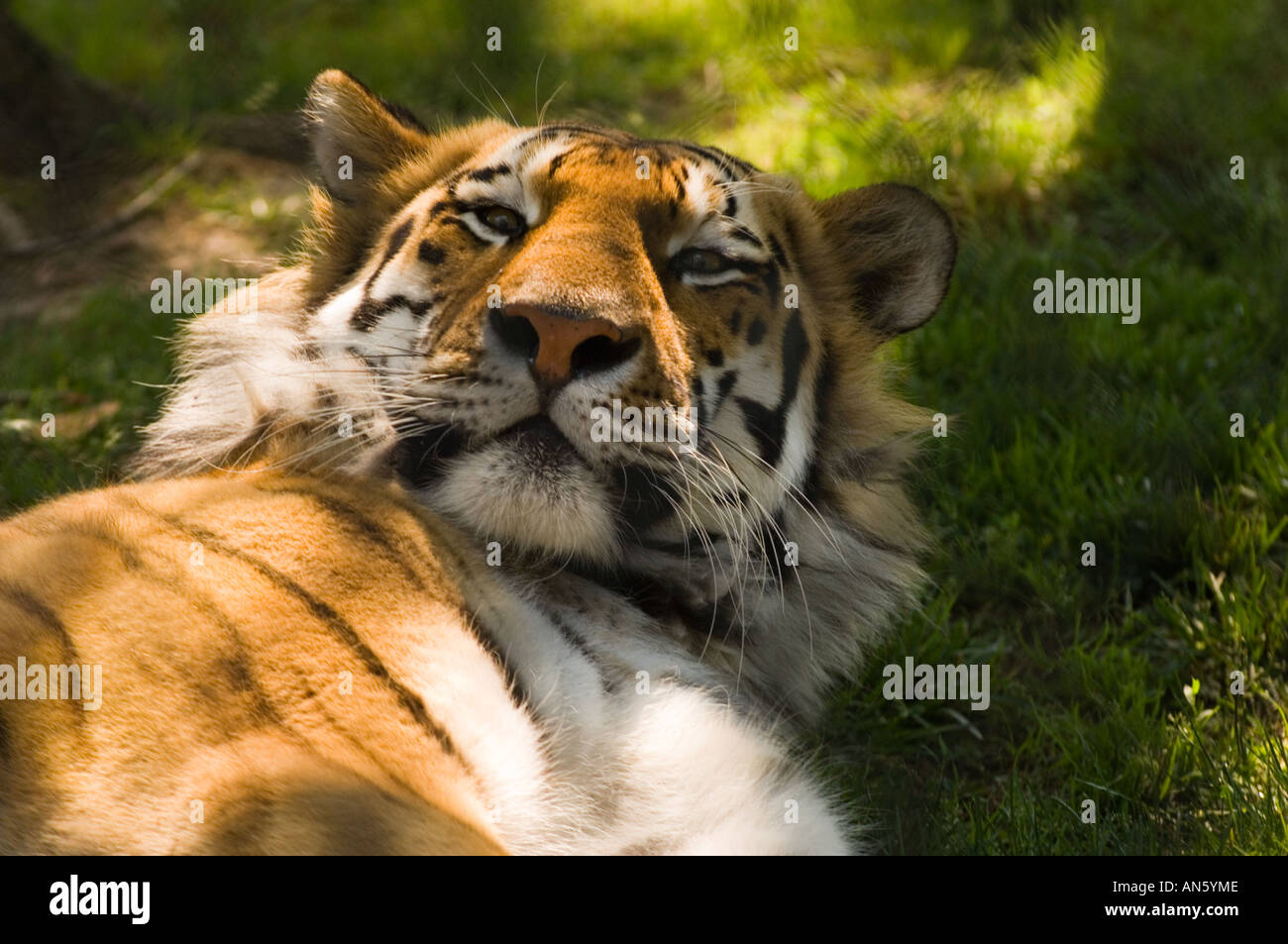 Zoo tigre hi-res stock photography and images - Alamy