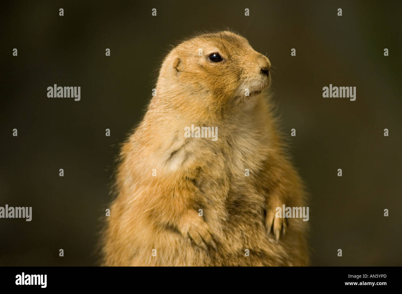 Prairie Dog Posing for Portrait Stock Photo - Alamy