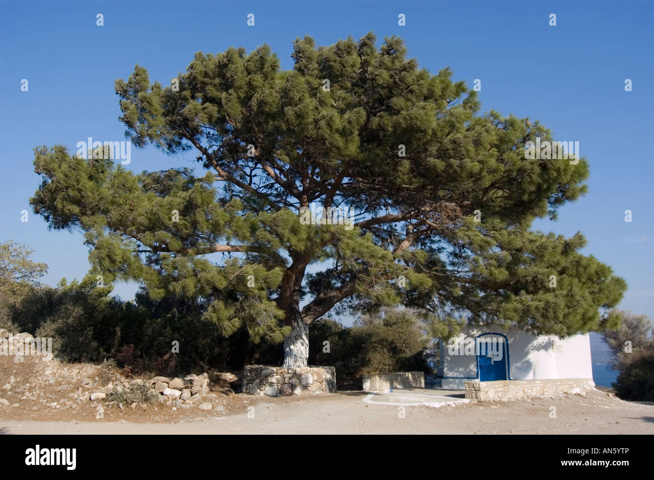 Greek orthodox chapel under a pine tree Stock Photo - Alamy