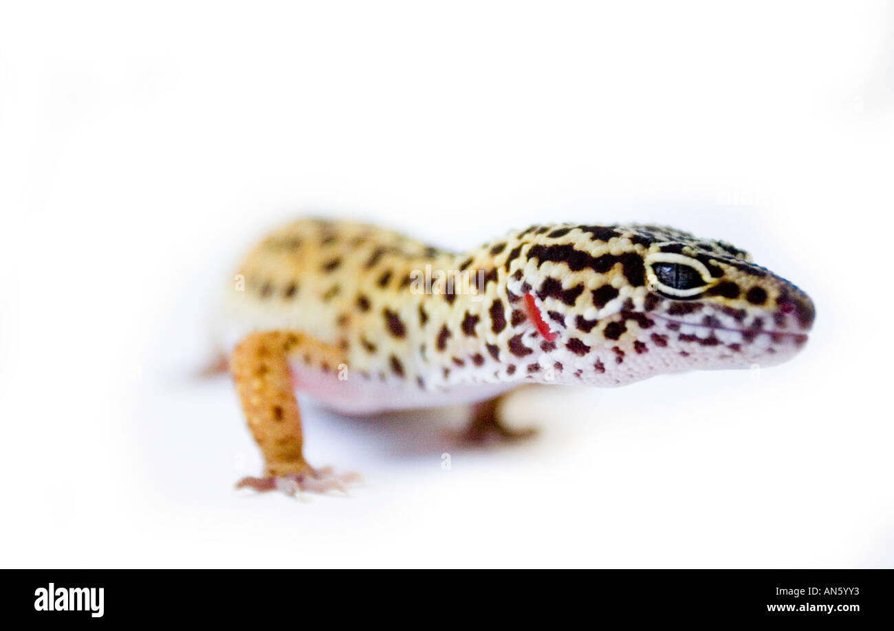 Leopard gecko tail Cut Out Stock Images & Pictures - Alamy