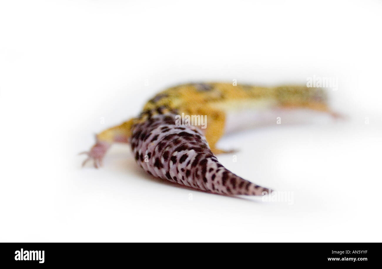 The tail of a Leopard Gecko Stock Photo - Alamy