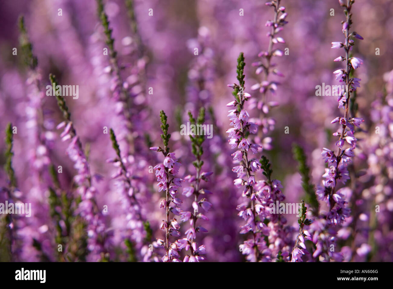 Ling heather hi-res stock photography and images - Alamy