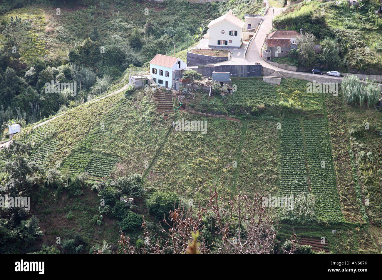 Terraced fields on the hillside on the island of Maderia Stock Photo ...