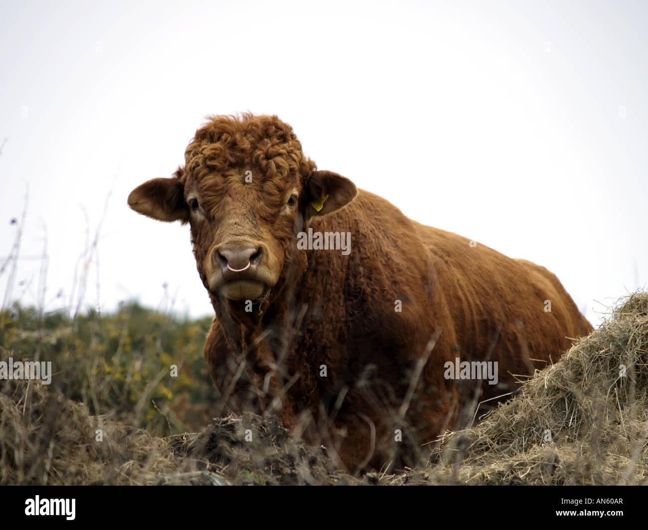 A bull with a ring through it s nose Stock Photo - Alamy