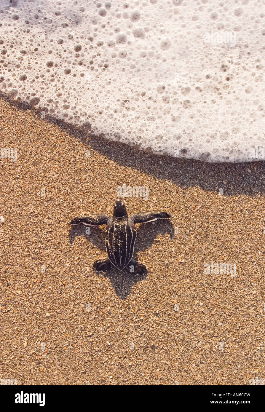 leatherback sea turtle hatchling with foamy water Stock Photo - Alamy