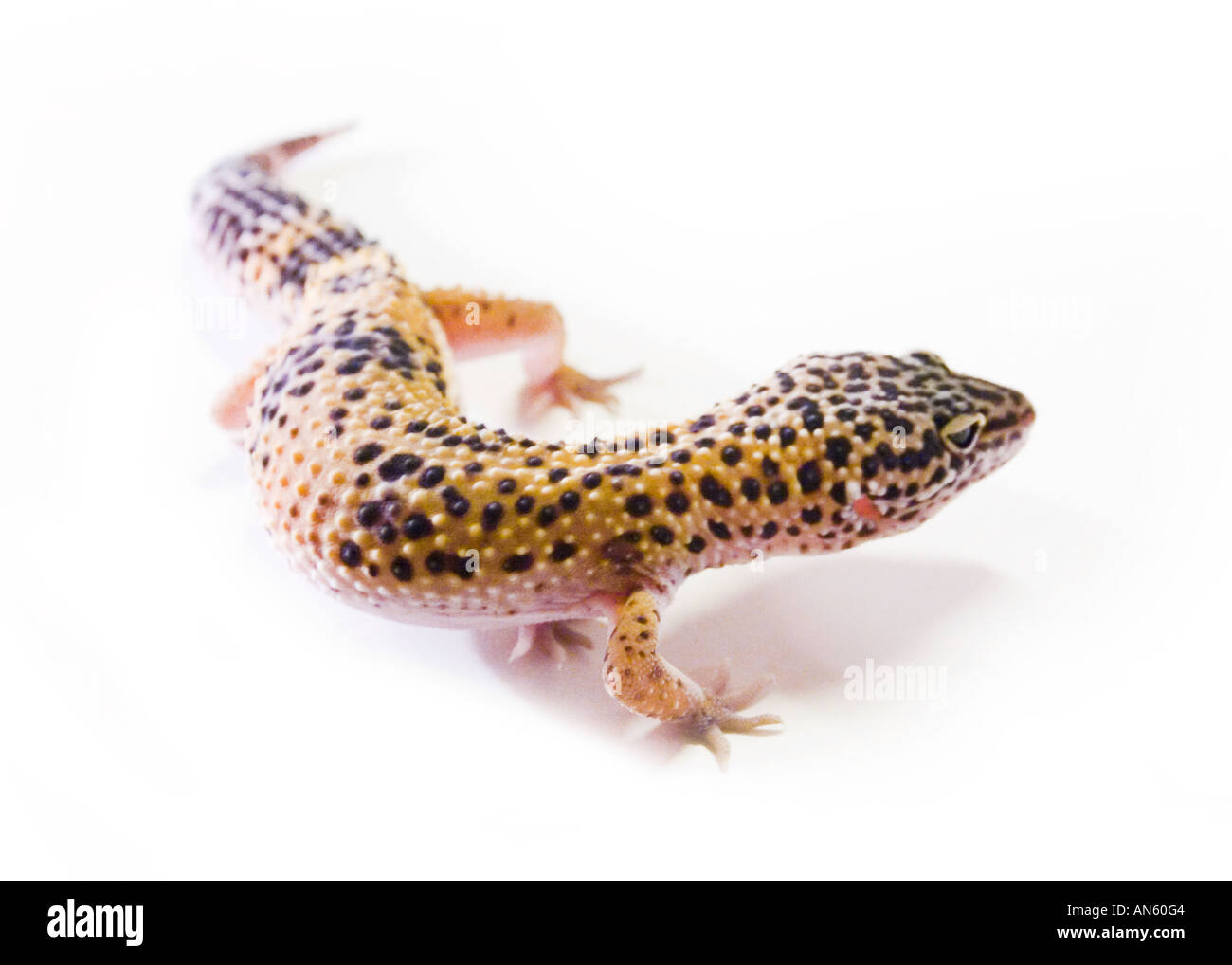 Leopard gecko tail Cut Out Stock Images & Pictures - Alamy