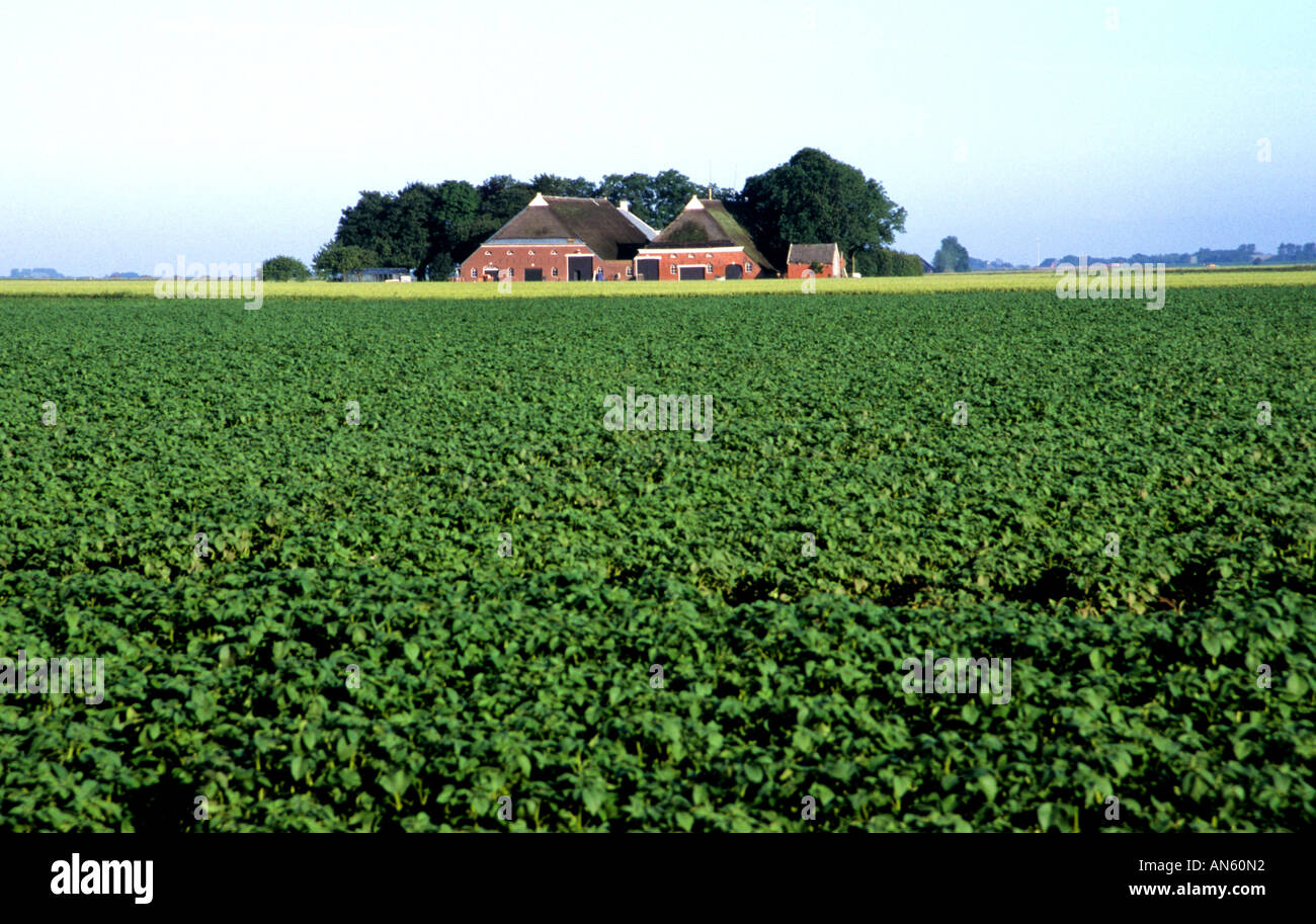Friesland Fryslan Farm Holland Netherlands Stock Photo - Alamy