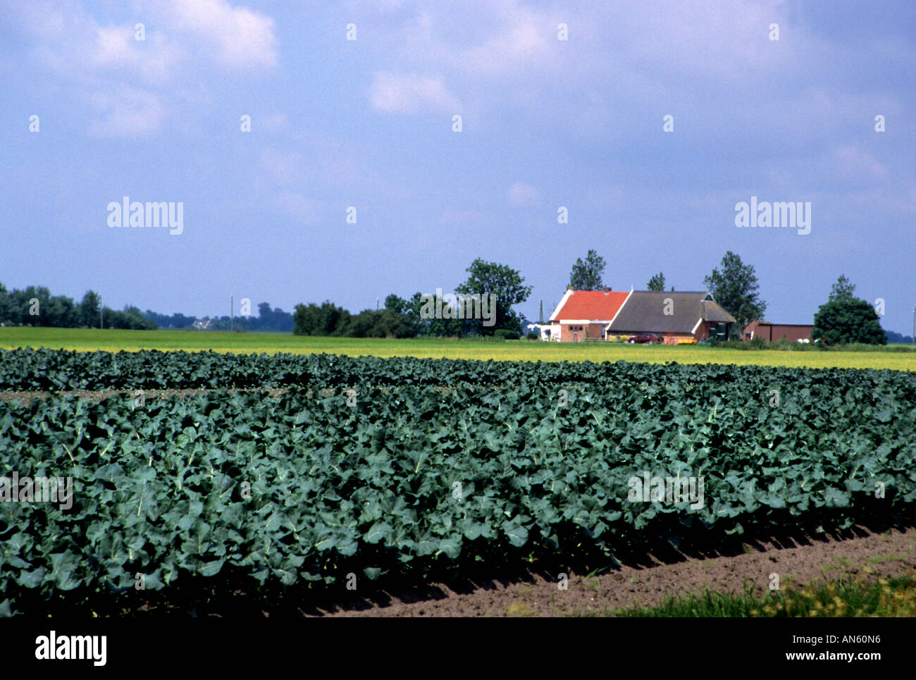 Friesland Fryslan Farm Holland Netherlands Stock Photo - Alamy