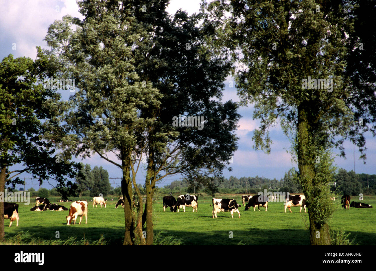 Friesland Farm farmer cow cows Holland Netherlands Stock Photo - Alamy