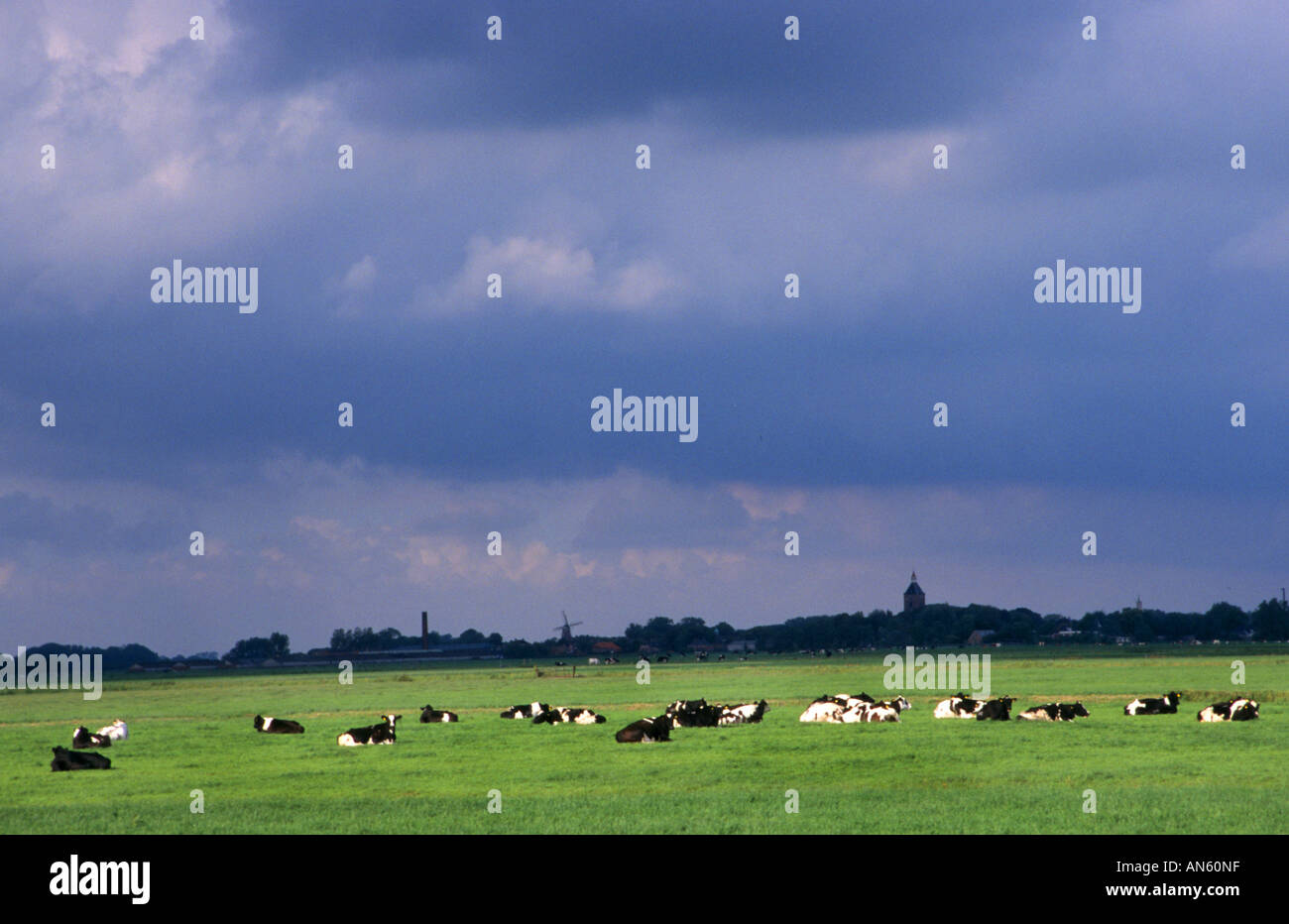 Friesland Farm farmer cow cows Holland Netherlands Stock Photo - Alamy