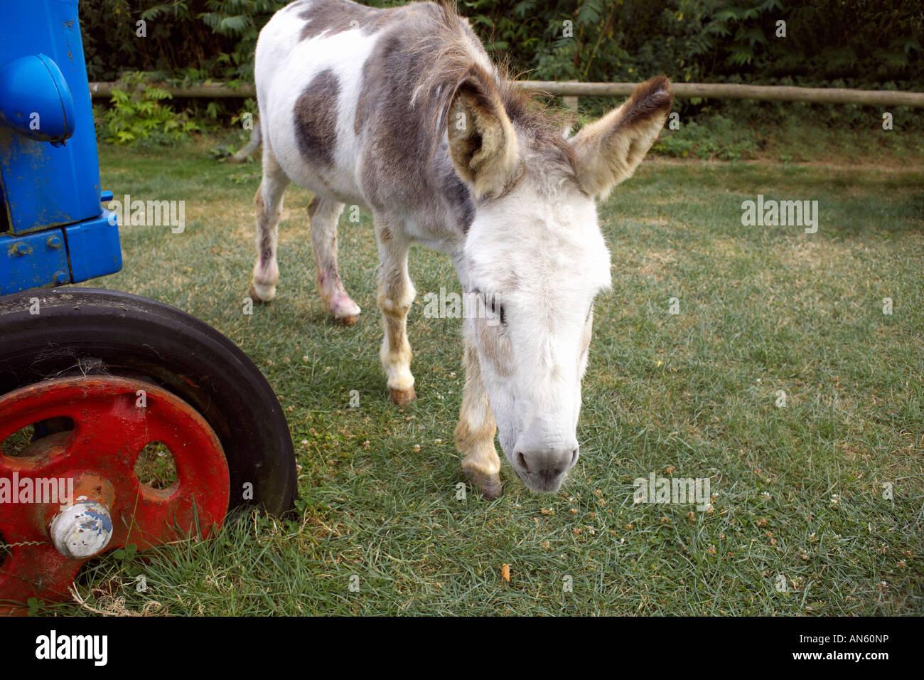 Donkey pics hi-res stock photography and images - Alamy