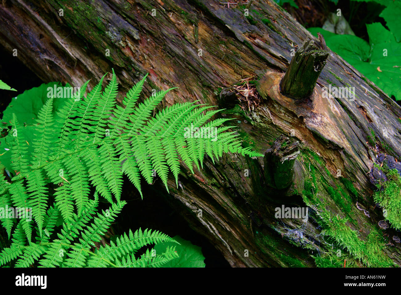 Frond and a tree in the forest Stock Photo - Alamy