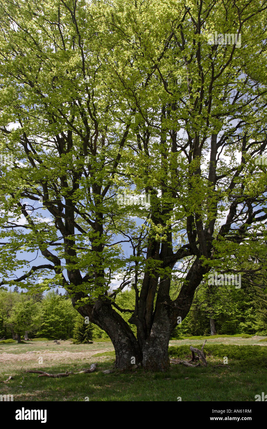 Ancient Lime Tree in Spring Stock Photo - Alamy