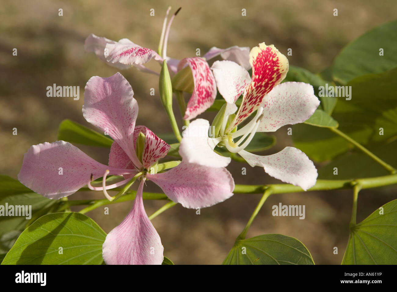 St vincent grenadines flowers hi-res stock photography and images - Alamy