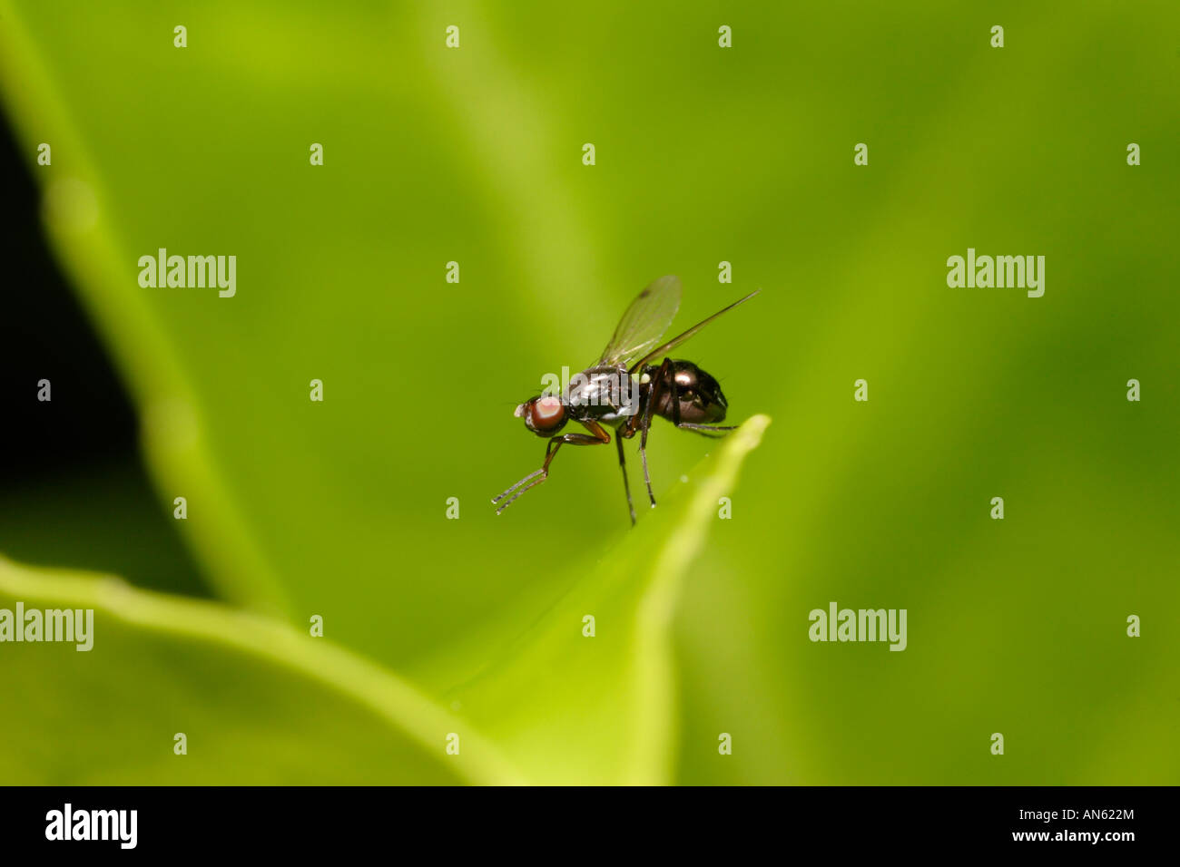 Insect sitting hi-res stock photography and images - Alamy