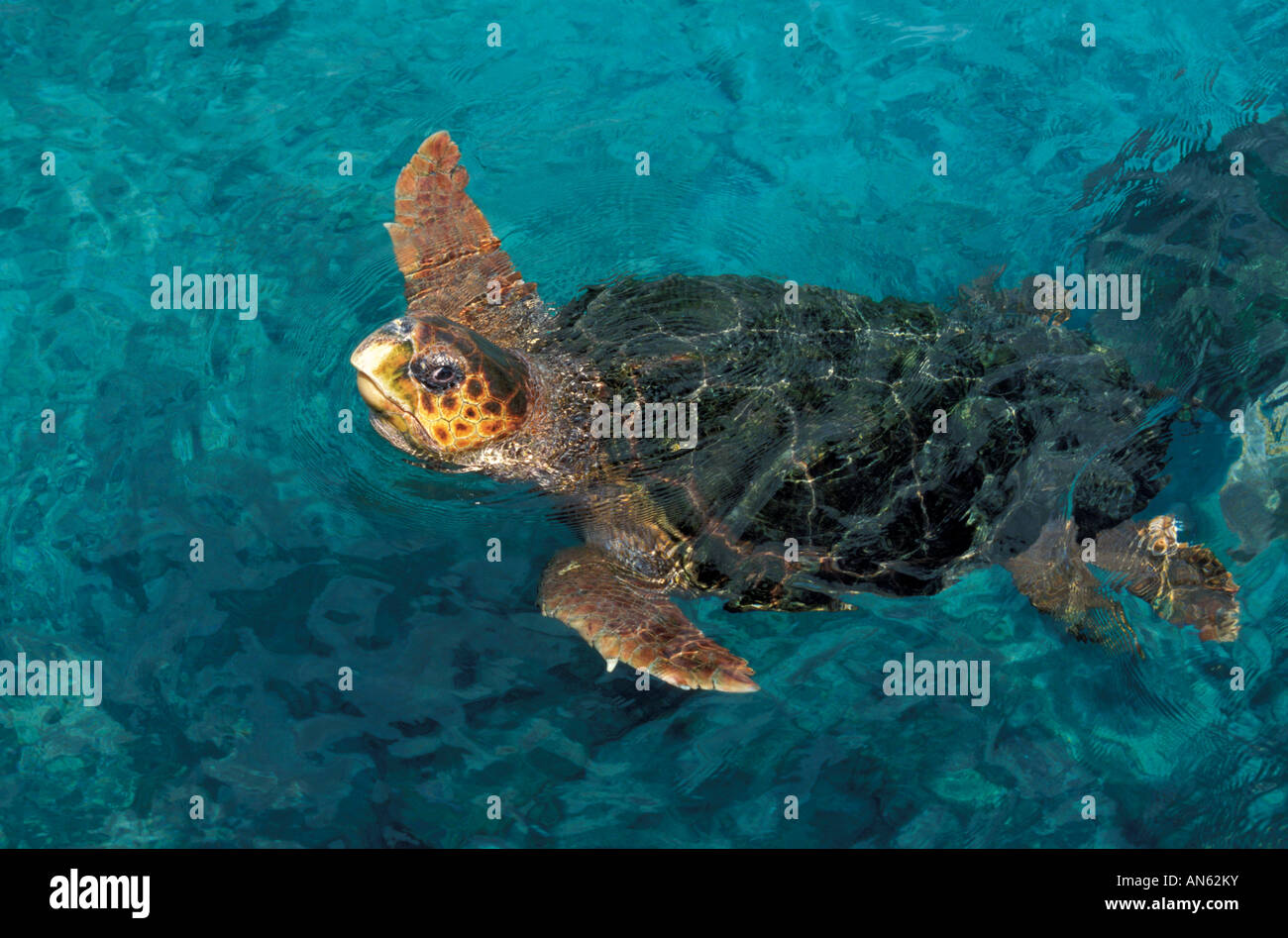 Hawksbill turtle sea sponge hi-res stock photography and images - Alamy