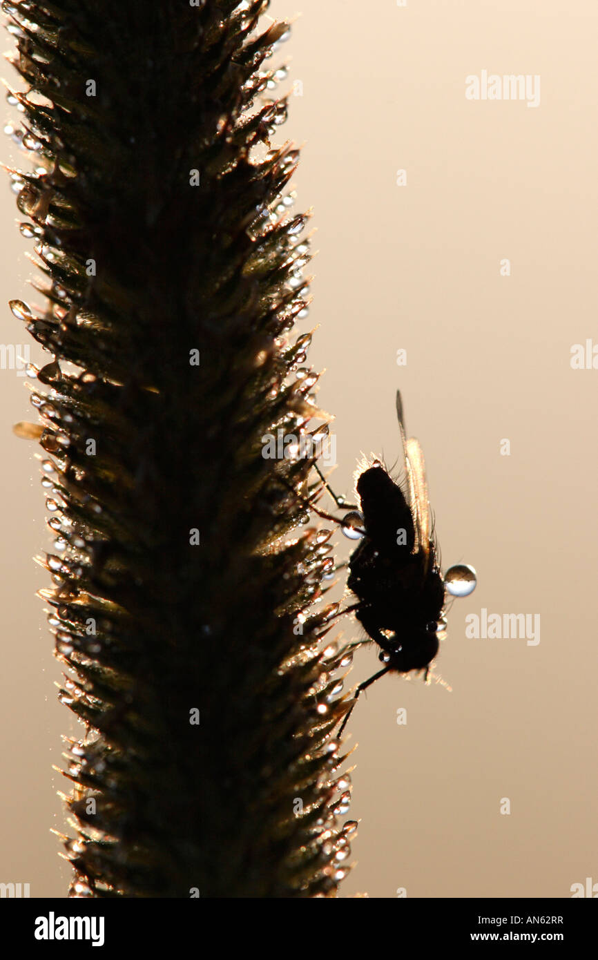 Diptera fly droplet High Resolution Stock Photography and Images - Alamy