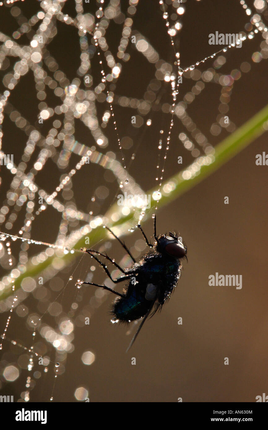 Diptera fly droplet High Resolution Stock Photography and Images - Alamy