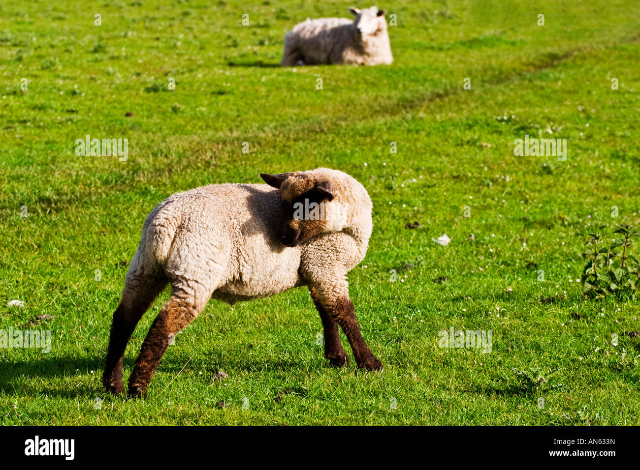 Sheep on the field Stock Photo - Alamy