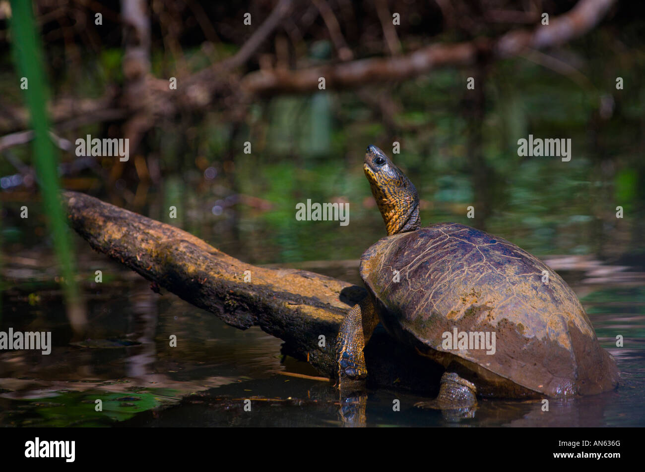 Black River Turtle (Rhinoclemmys funerea Stock Photo - Alamy