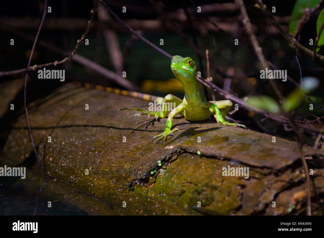 Emerald Basilisk (Basiliscus plumifrons Stock Photo - Alamy