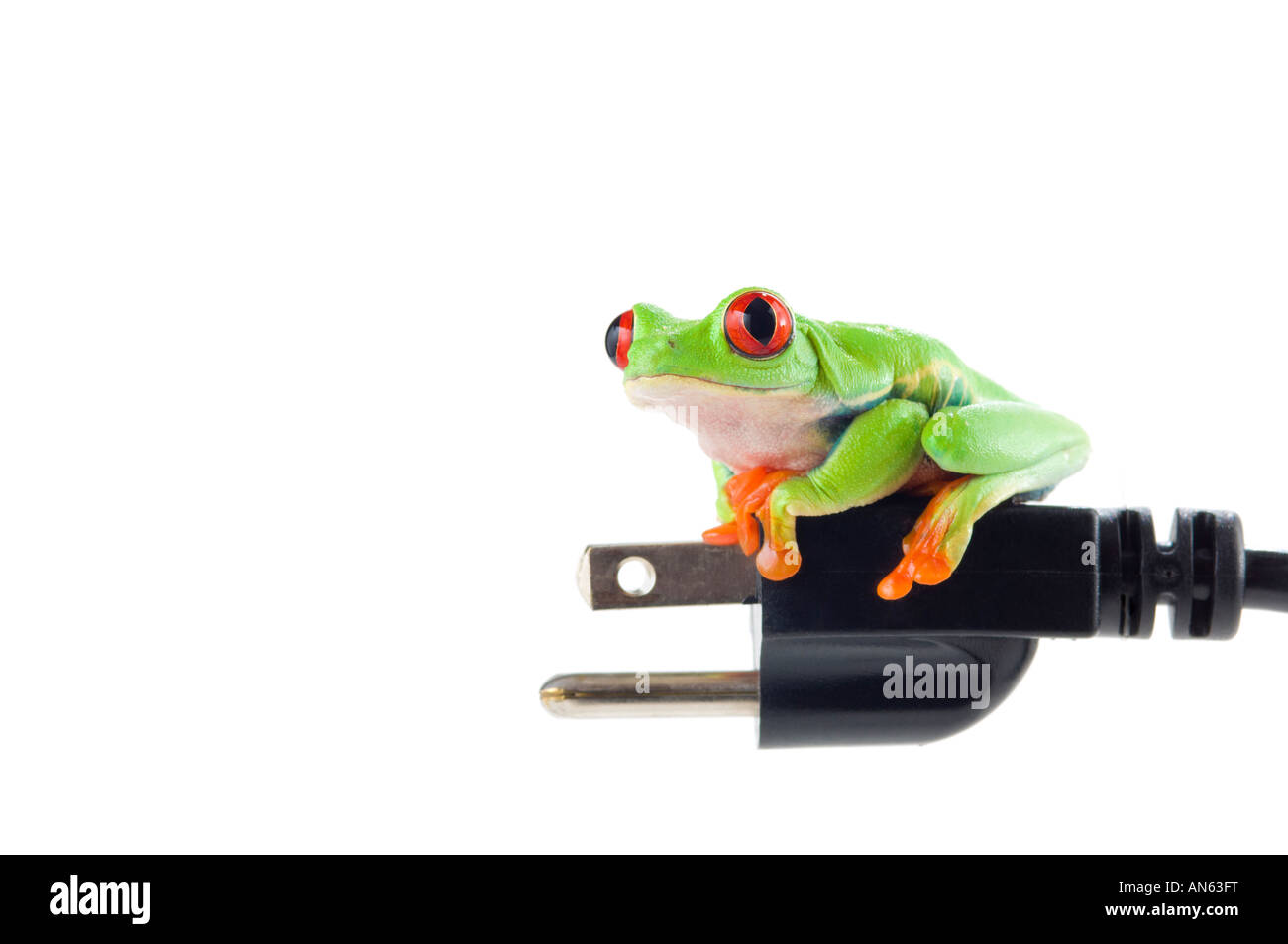 Red eyed tree frog on electrical cord Stock Photo - Alamy